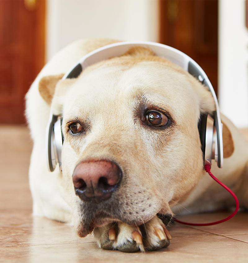 Cool Dog Names 300 Awesome Puppy Name Ideas